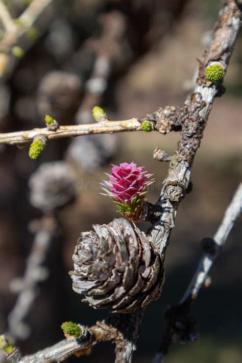Springtime Larch Branch New Growth Detail Stock Image Image Of Green Tree 380839477