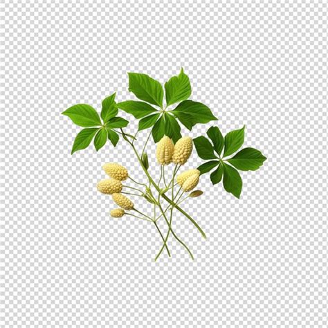 Premium Psd Clipping Path