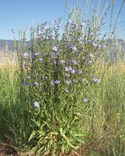 A Northern Nevada Homeowners Guide To Identifying And Managing Chicory