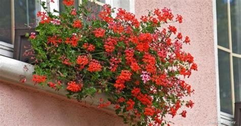 Tips On How To Grow And Care For Trailing Geraniums Tips On How To Grow And Care For Trailing Geraniums