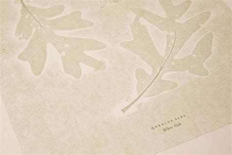 Sweet Refreshment — Jessica Greenfield