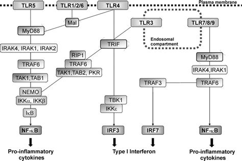 Schematic Representation Of Tlr Signaling Cascade In Brief Tlr