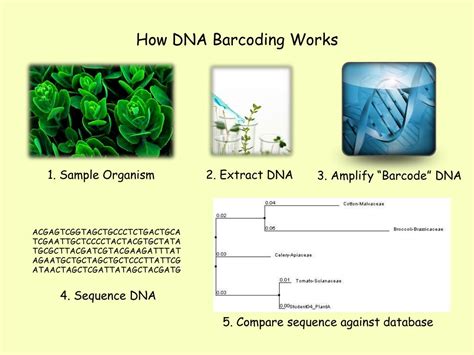 Ppt Dna Barcoding Powerpoint Presentation Free Download Id 4797975