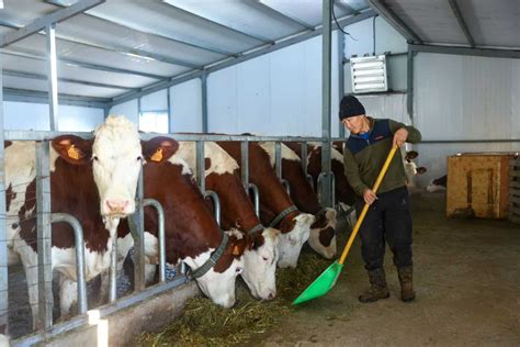 Сүүний кластер фермийн төсөлд 30 өрх хамрагдаж дотоодын зах зээлд есөн сая литр сүү нийлүүлжээ