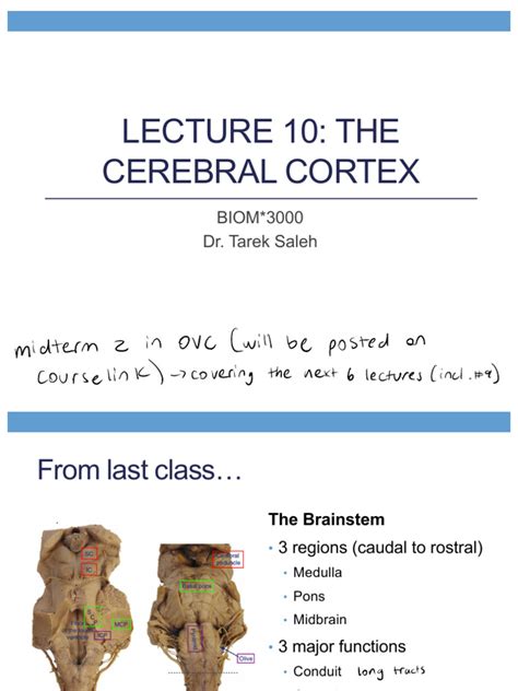 Biom3000 Lecture10 Pdf Cerebral Cortex Parietal Lobe