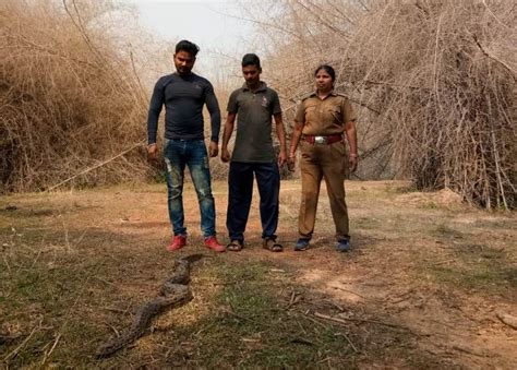 8 Ft Python Rescued Orissapost