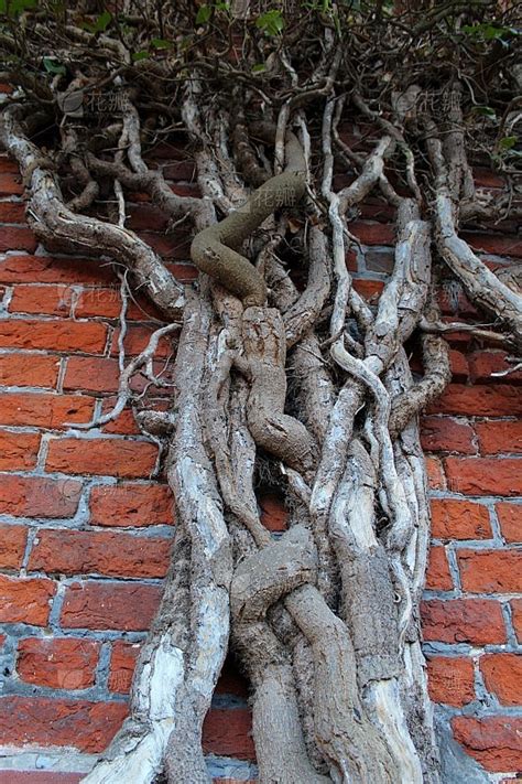 这棵树的根长了很长时间