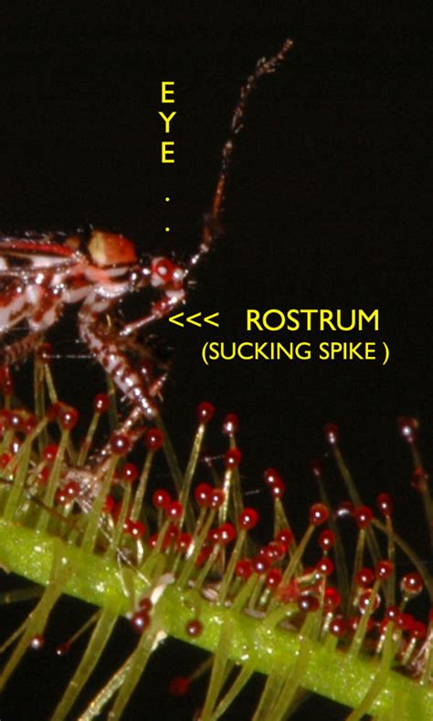 The Nature Of Robertson Tiny Spotted Leg Assassin Bug On Sundew