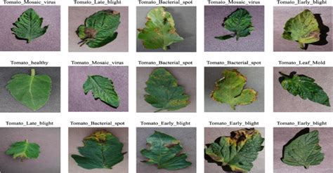 Leaf Disease Detection Using Convolutional Neural Networks A Proposed Model Using Tomato Plant