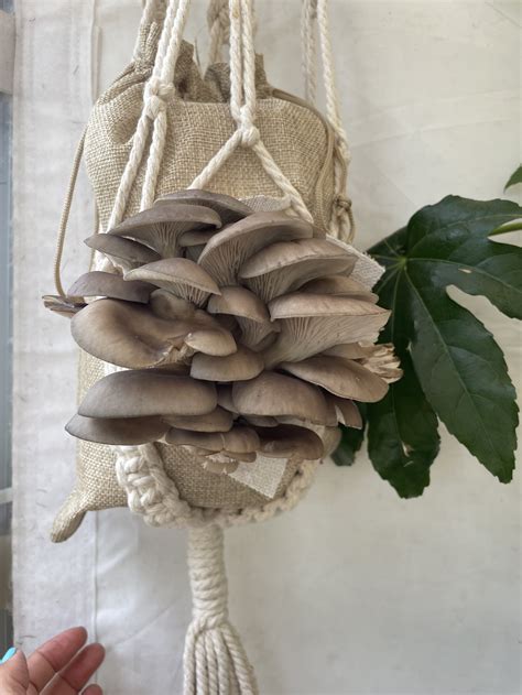 Caley Brothers Mushroom Grow Kits And Workshops In Sussex