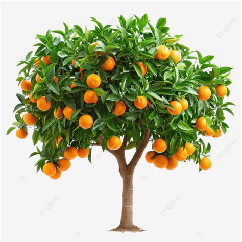صورة شجرة البرتقال البرتقالي شجرة البرتقال شجرة Png صورة للتحميل مجانا