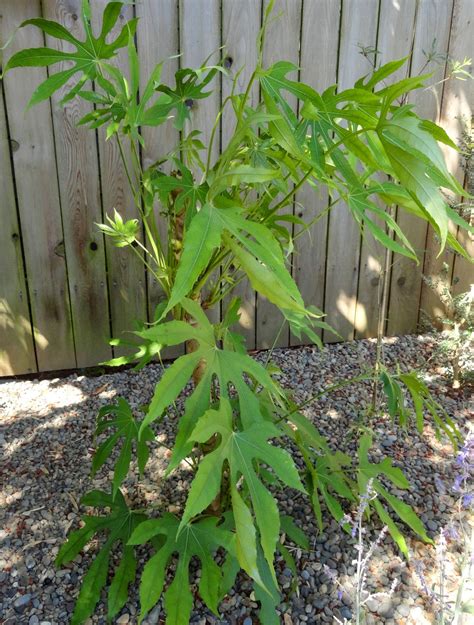 Danger Garden Fatsia Polycarpa Needhams Lace A Rebirth