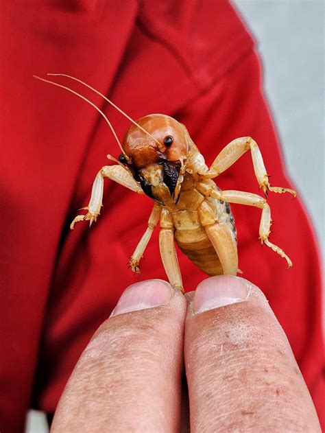 Potato Bug Face Potato Bug Face