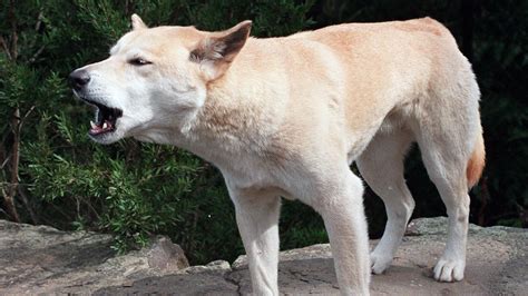Dingo Dogs