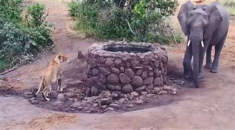 فیلم ترس باورنکردنی شیر از حمله فیل؛ سلطان جنگل پنهان شد