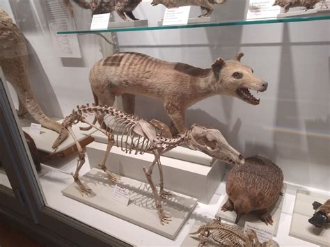 Thylacine Collection On Tumblr