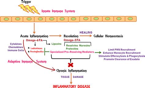 Cellular Events In Acute Inflammation And Resolution The Barrier Break Download Scientific