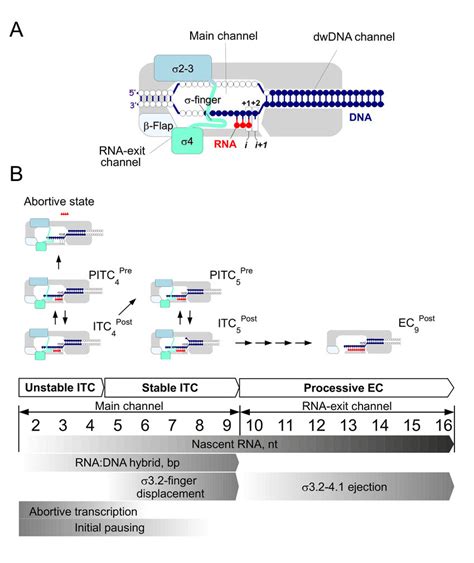 Model Of Events During Initial Transcription A Schematic