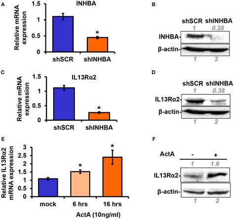 activin a promotes il13rα2 expression in breast cancer cells a b