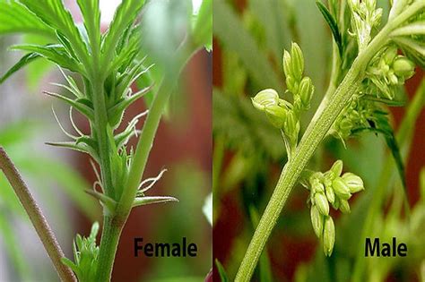 Difference Between Male And Female Weed Seeds