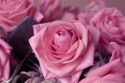 Roses And Candlelight Photos, Download The BEST Free Roses And ...