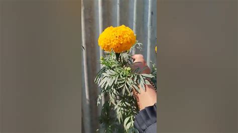 কি সুন্দর রজনী গন্ধা ফুল Shortvideo Shortforyou Shortsviral Feni Flower Foryoupage