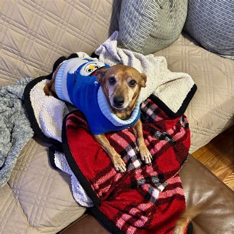 Dachshund Mix Ernest Adopted Low Rider Dachshund Rescue Of Florida