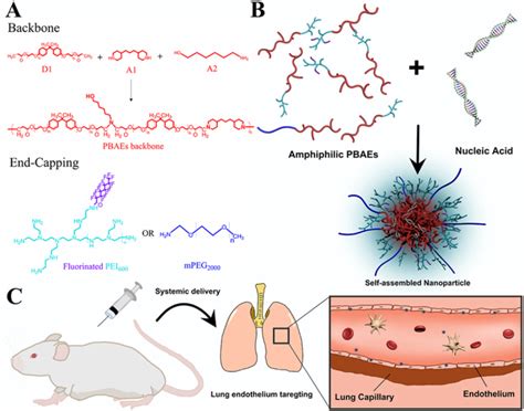 Fluorinated Amphiphilic Polyβ Amino Ester Nanoparticle For Highly