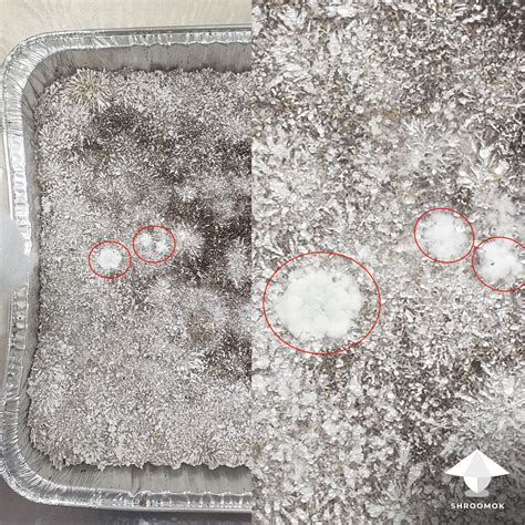 Green Mold Contamination Aka Trichoderma