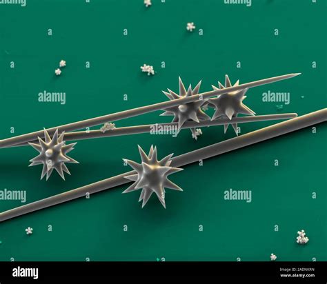 Sponge Spicules Coloured Scanning Electron Micrograph Sem Of Âspicules From The Sponge Tethya