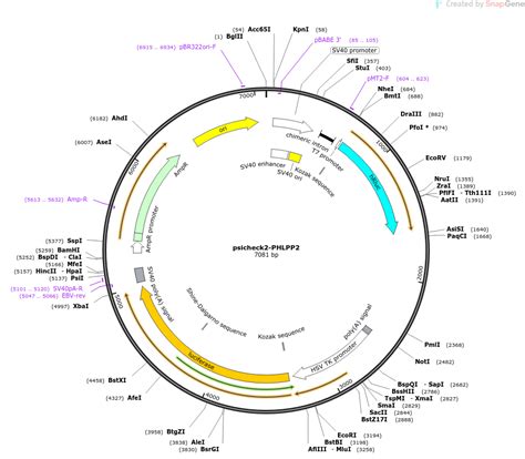 Addgene Psicheck2 Phlpp2