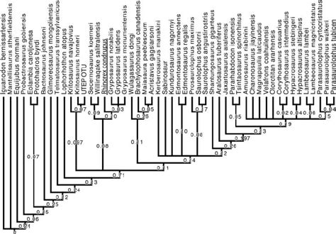 Bayesian Phylogenetic Consensus Tree With Uncalibrated Branch Lengths