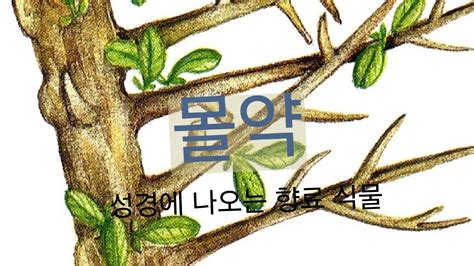 1 몰약 예수님의 탄생과 죽음에 함께 했던 신비로운 향기 Youtube