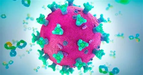Deadly Virus Structures Point To New Vaccine Design Directions Assignment Point