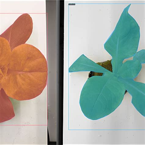 Bounding Boxes And Masks After Data Annotation Download Scientific Diagram