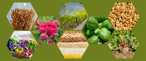 Agronomy And Field Vegetable Ornamental Crops — Agricultural And Food Sciences Agronomy And Field Vegetable Ornamental Crops — Agricultural And Food Sciences