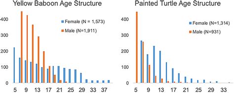 Sex‐specific Age Structure Of Adult Wild Baboons Papio Cynocephalus Download Scientific