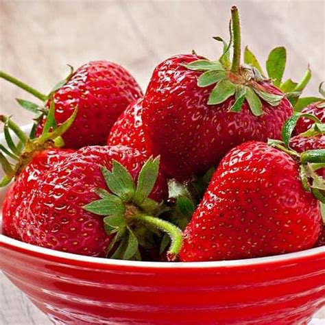 Strawberry Elsanta Order Online In Eu Directly From The Netherlands