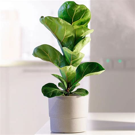 Ficus Bambino House Plant For Home Office Kitchen Fiddle Leaf Fig In