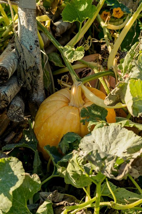 The Benefits Of Pumpkin Leaves