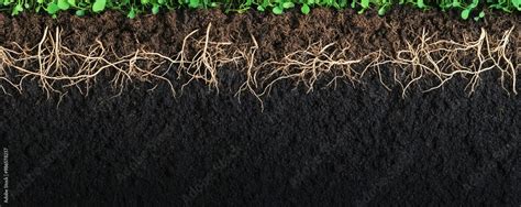 Cross Section Of Soil With Visible Plant Roots And Microorganisms Stock