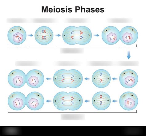 Meiosis Ch 9 Diagram Quizlet