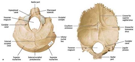 Occipital Bone Labeled