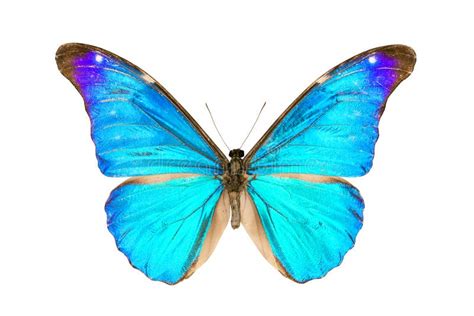 Butterfly Morpho Diana Augustinae Stock Image Image Of Collection