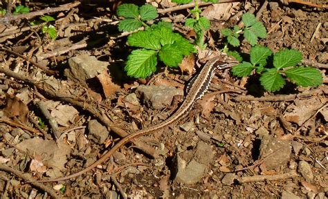 Japanese Lizard