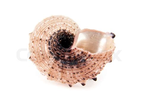 Cockleshell Stock Image Colourbox Cockleshell Stock Image Colourbox