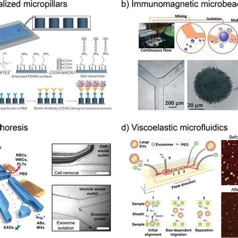 Microfluidic Manipulation Of Exosomes A Immunoaffinity Isolation Of Download Scientific