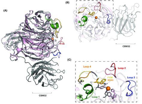 Superimposition Of The 3d Structures Fgrgalox Grey Pdb 1gof