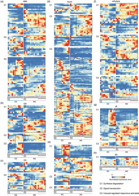 Dynamic Expression Patterns Of Hormone‐related Genes Among Individual