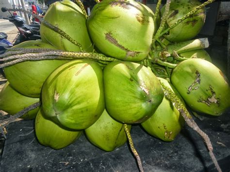 Fakta Tentang Air Kelapa Yang Belum Kamu Ketahui Unik News